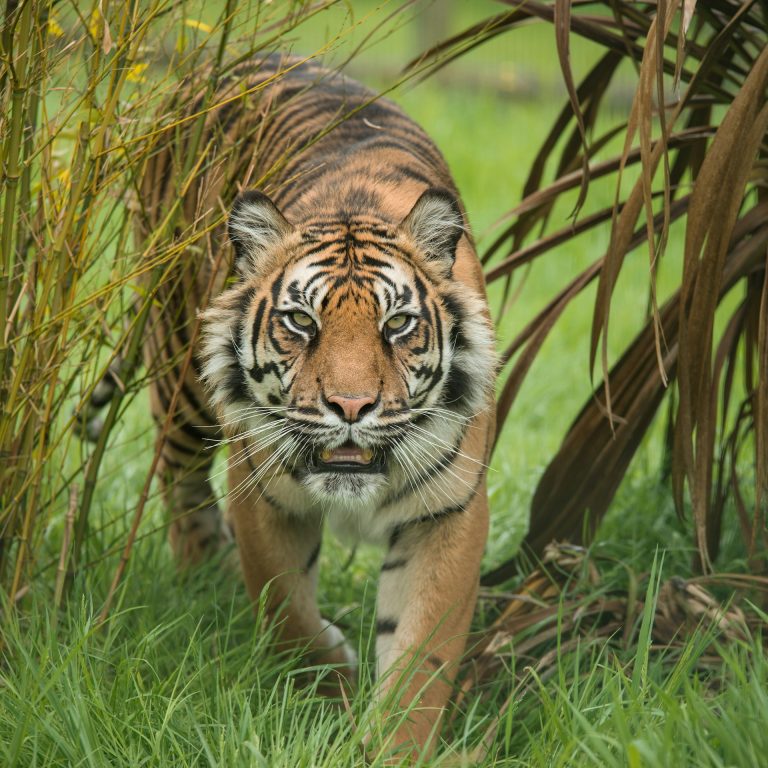 Safari for å se tiger – de beste stedene i Asia for å møte jungelens ...