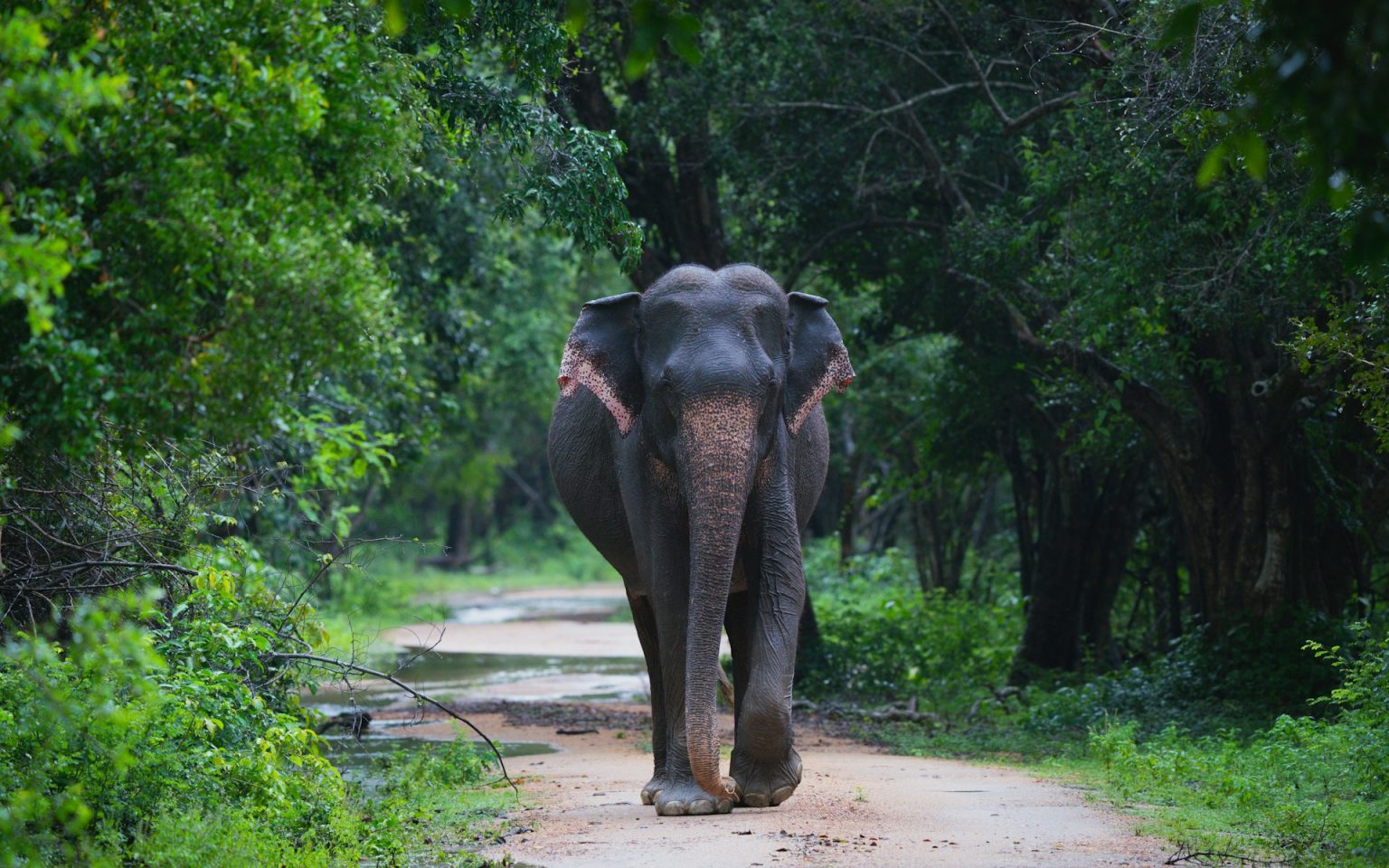 Safari for å se asiatiske elefanter – de beste stedene i Asia ...